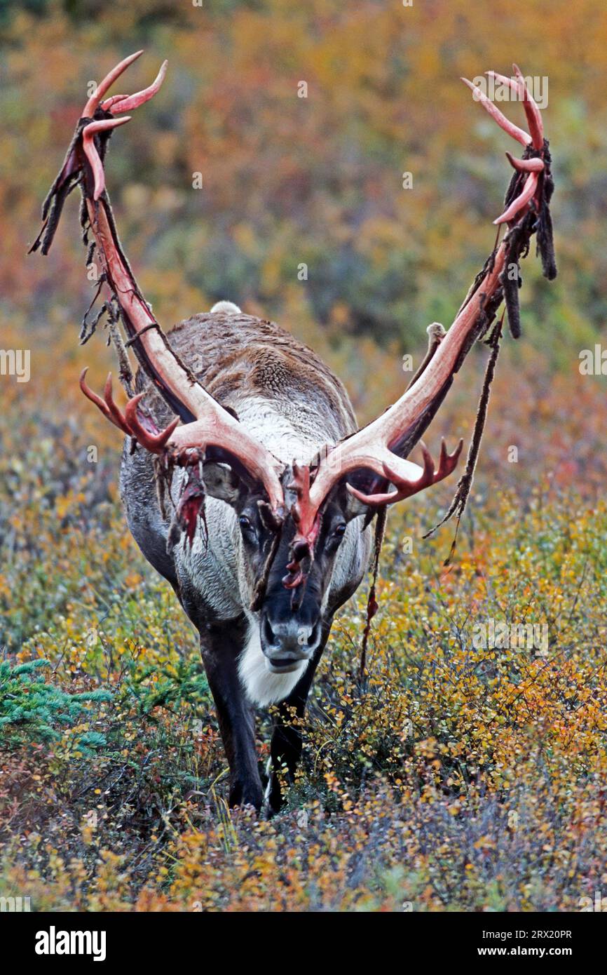 Reindeer (Rangifer tarandus), a velvety skin with a strong blood supply ...
