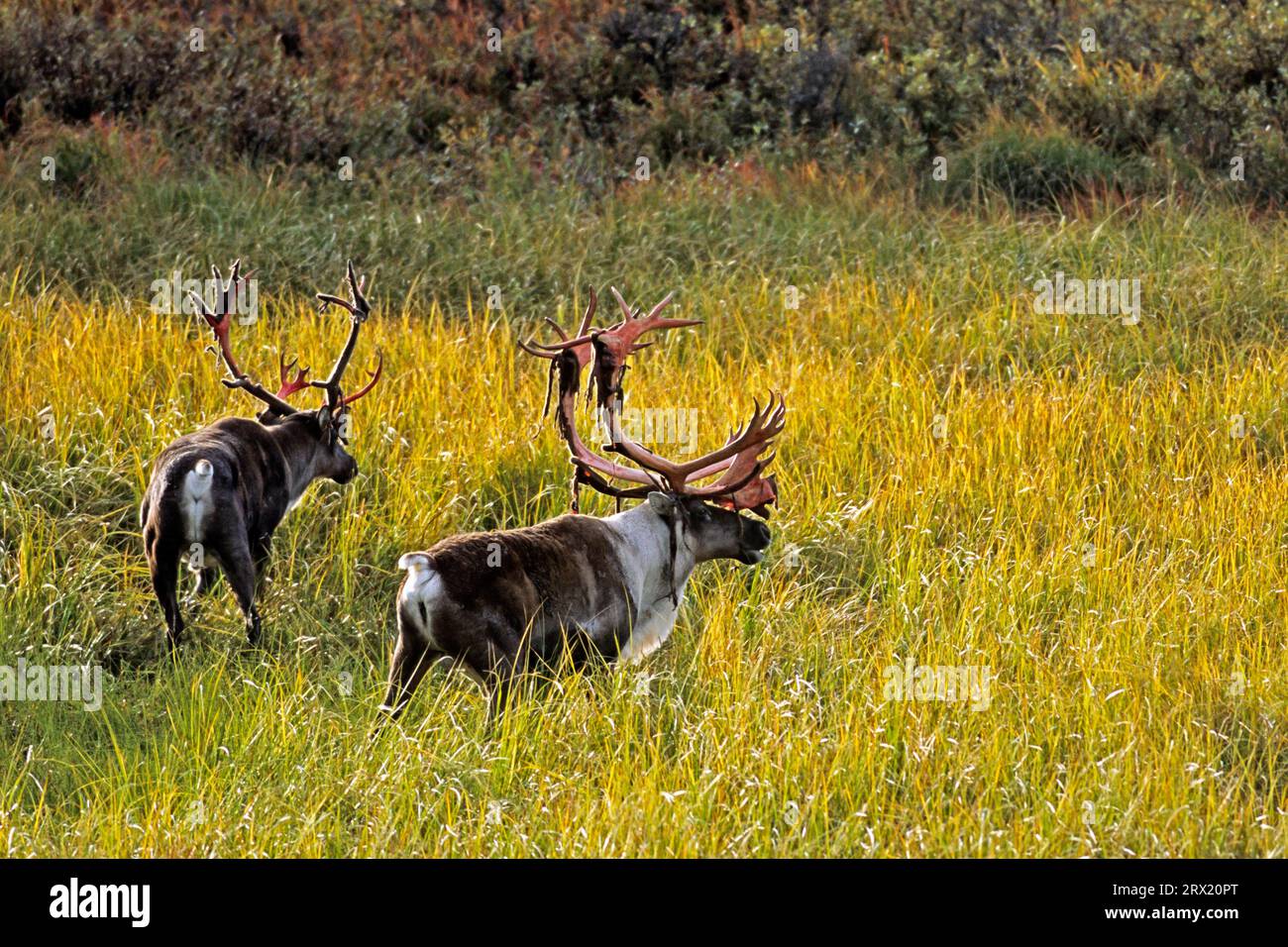 Reindeer (Rangifer tarandus), a velvety highly blood-rich skin covering ...