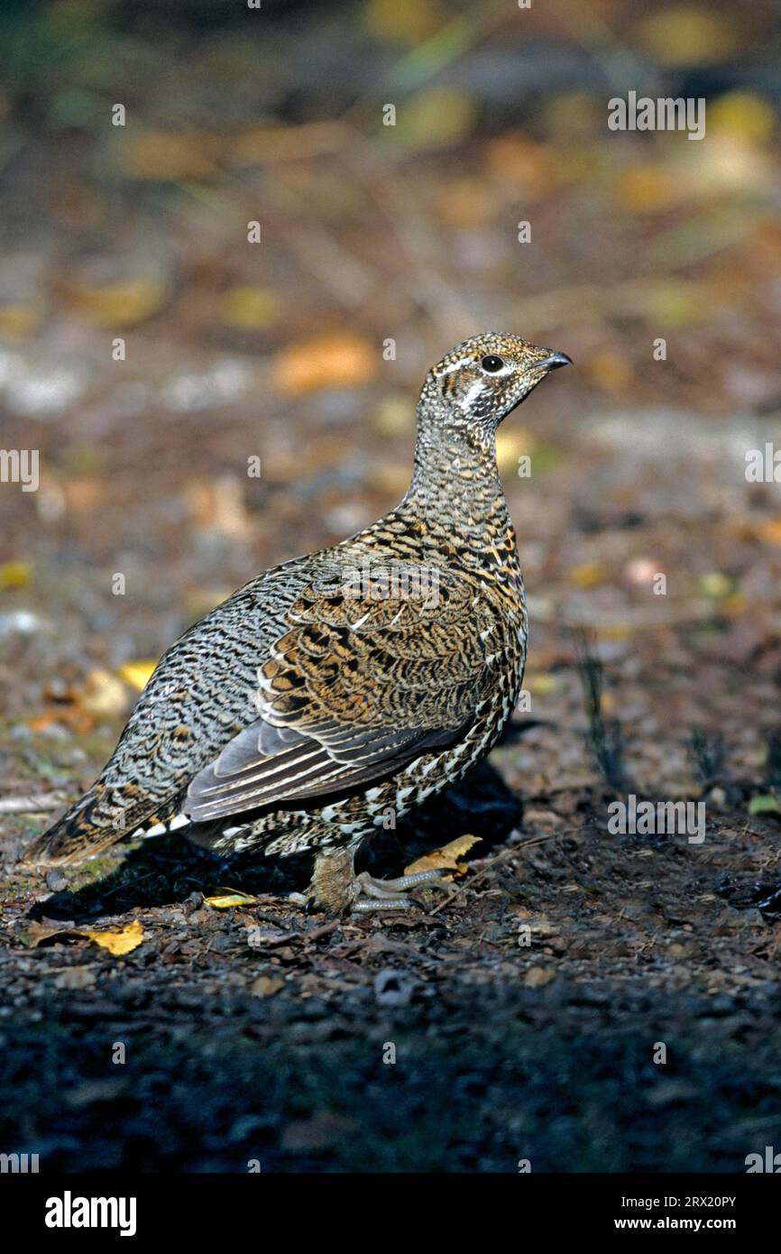 Canada grouse (Falcipennis canadensis) are ground breeders (Photo ...