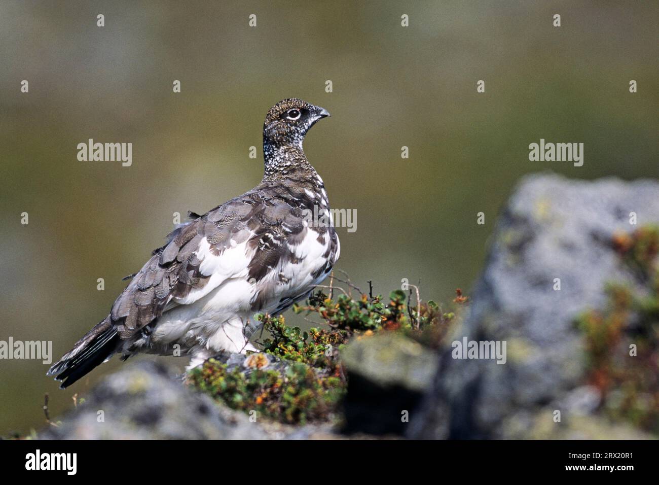 Rock ptarmigans (Lagopus muta) are gregarious birds outside the ...