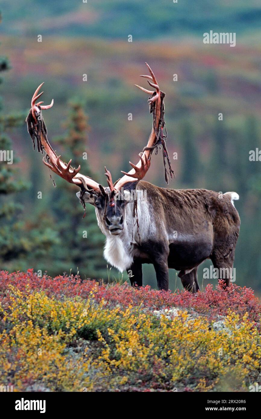 Reindeer (Rangifer tarandus) can reach running speeds of over 6o ...