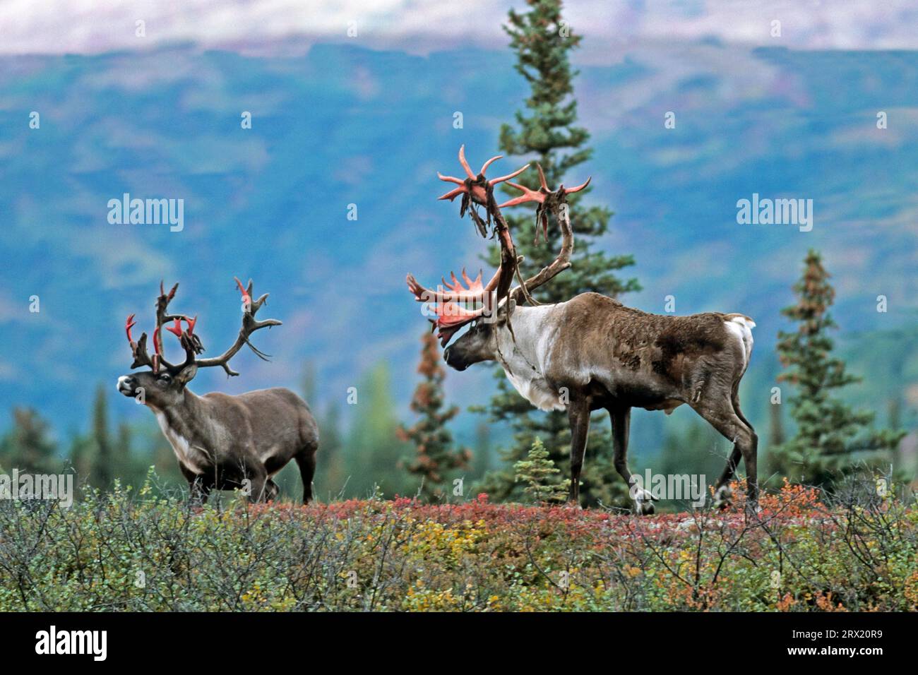 Reindeer (Rangifer tarandus), the subspecies Alaskan Caribou inhabits ...