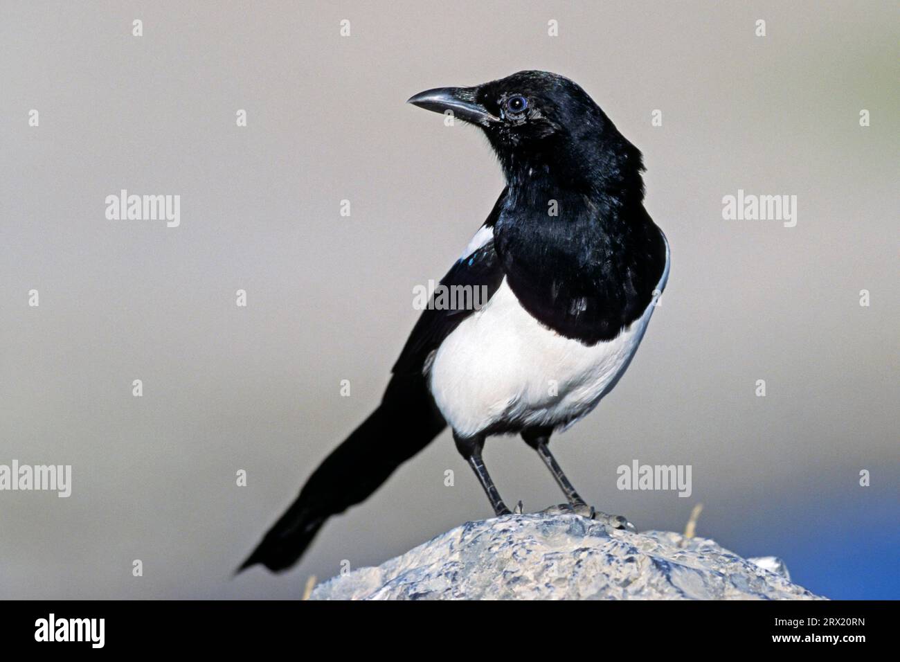 Magpie plumage hi-res stock photography and images - Alamy