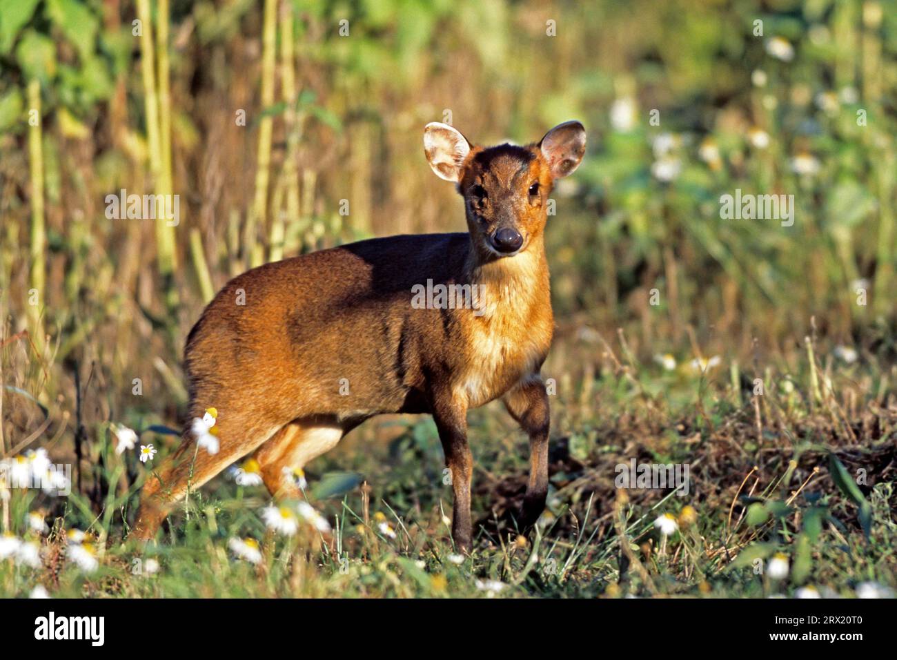 Chinese Muntjac (Muntiacus reevesi) reaches a body weight of 10, 18kg ...