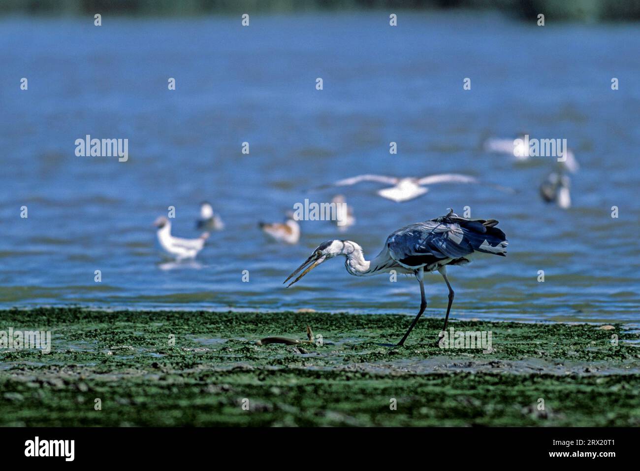 Grey grey heron (Ardea cinerea) have a wide food spectrum and feed on ...