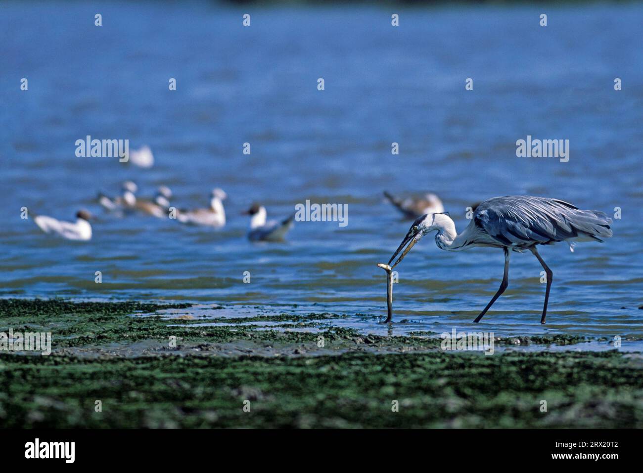 Grey grey heron (Ardea cinerea) have a wide food spectrum and feed on ...