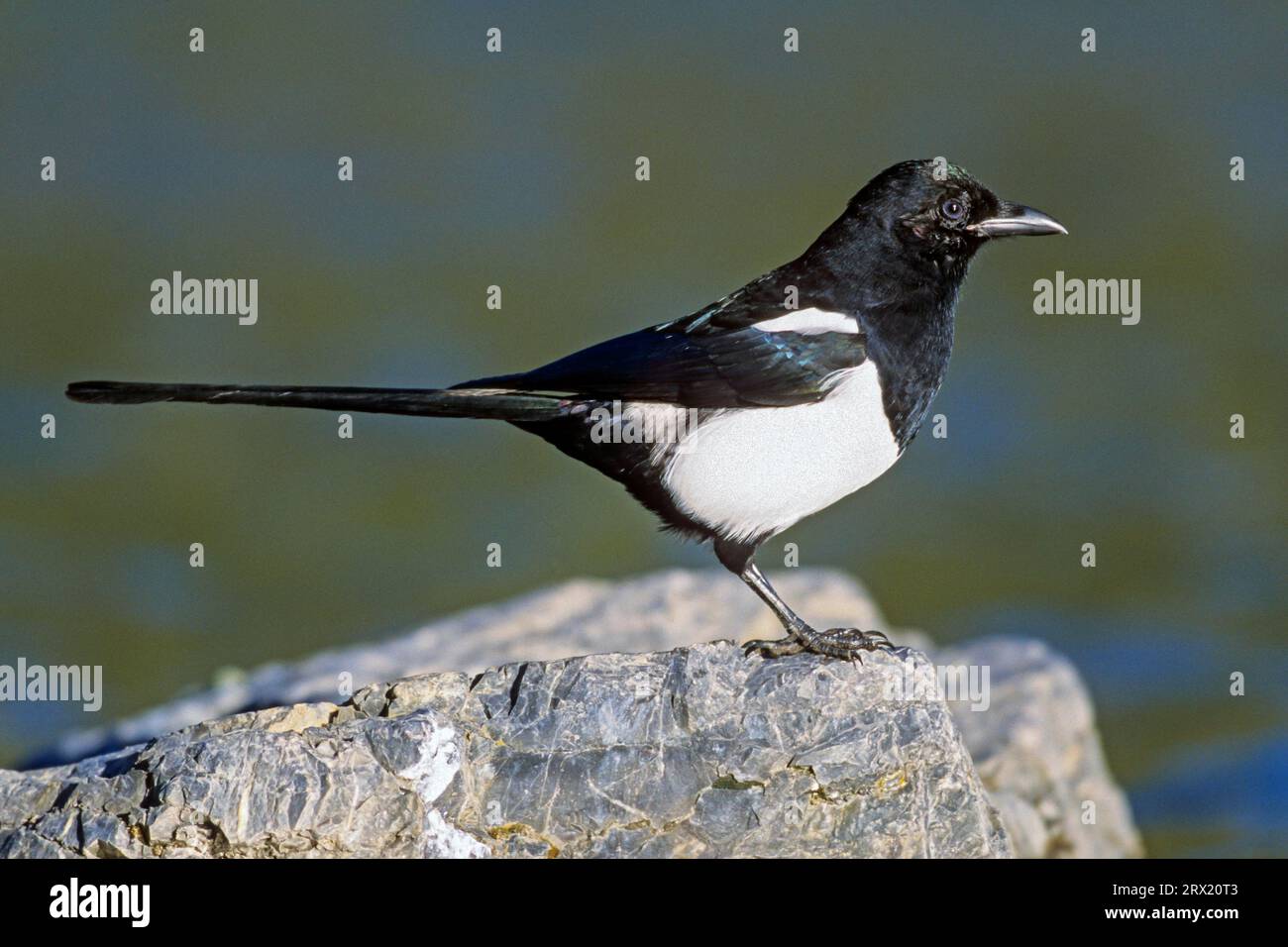 Black-billed magpie (Pica hudsonia), the spherical nest is built in ...