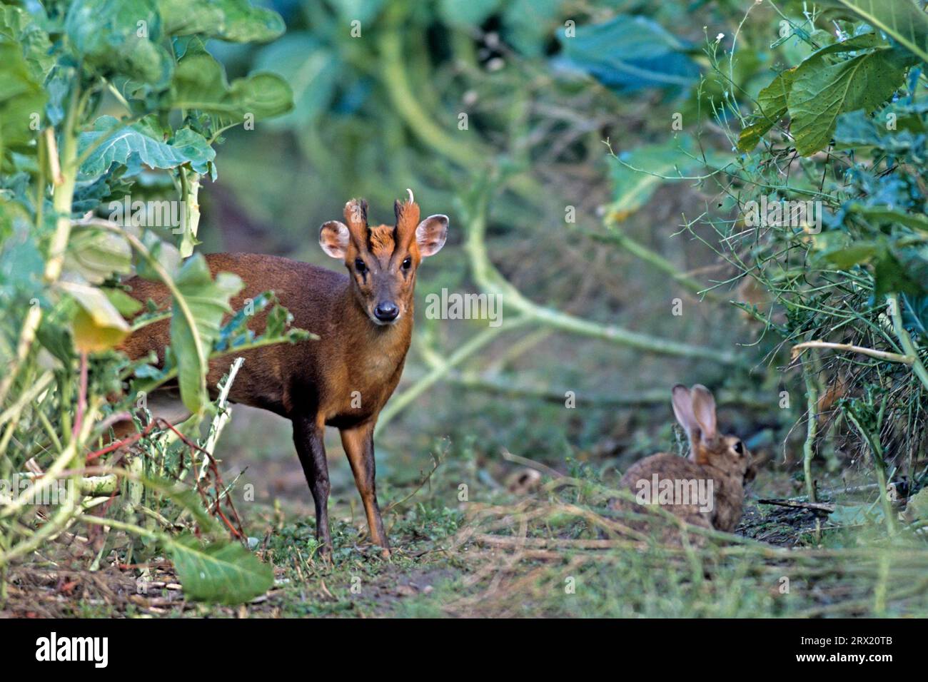 Chinese Muntjac (Muntiacus reevesi), the males have very small antlers ...
