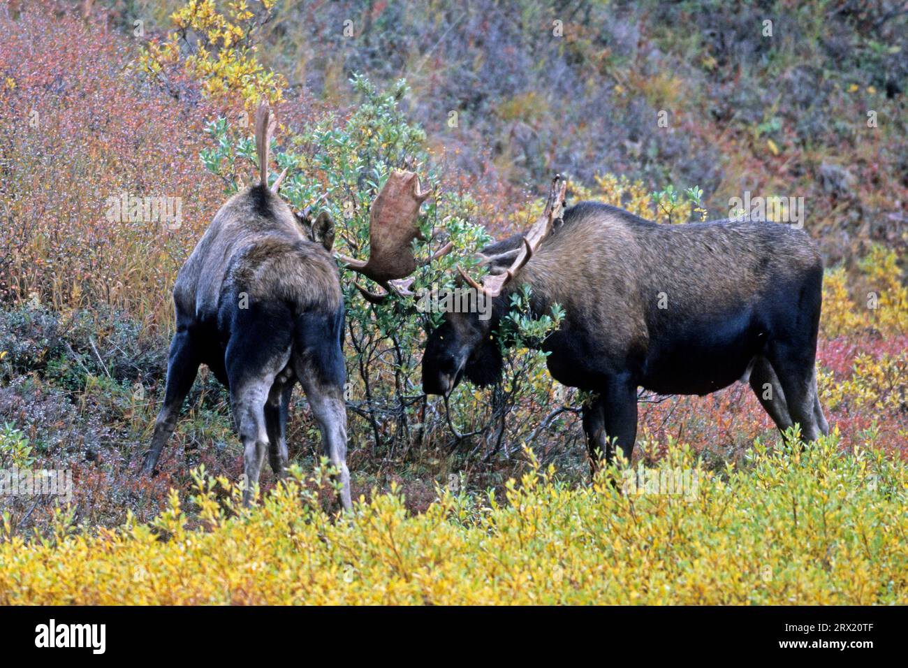 Elks are excellent swimmers (Alaskan Moose) (Photo young bull moose ...