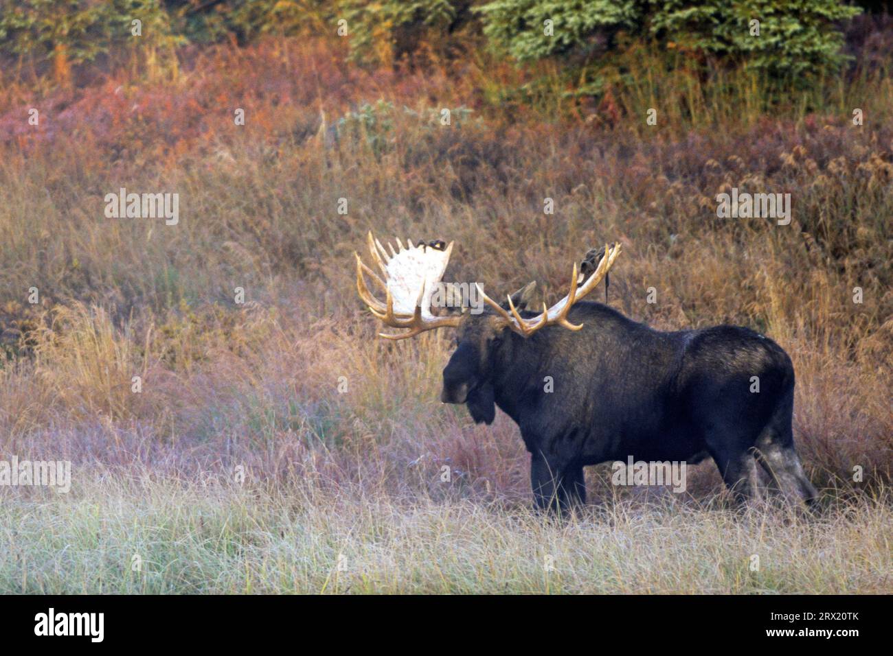 Elk, the antlers of North American and Siberian males are usually ...