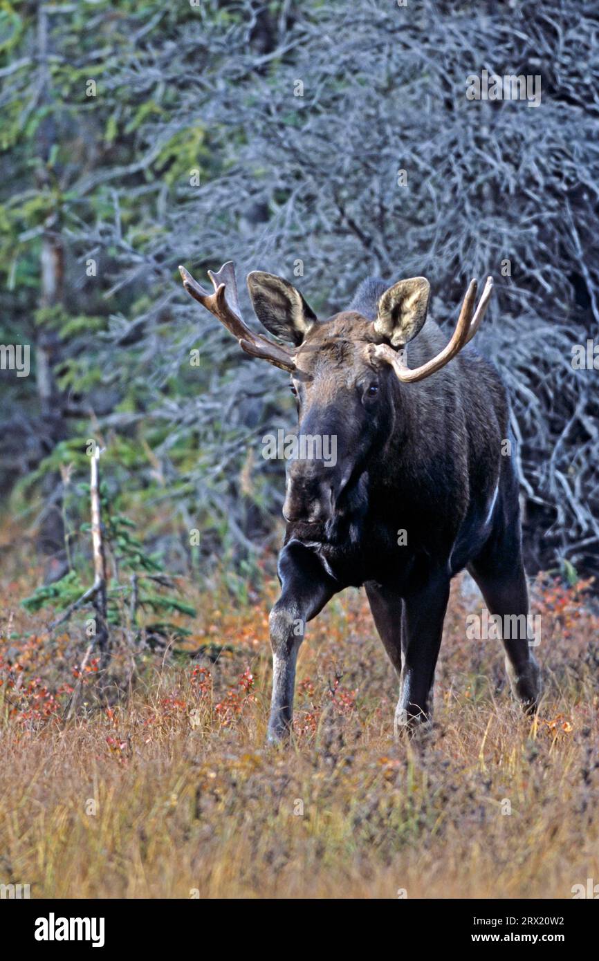 Elk, the meat of the animals still plays an important role for the ...