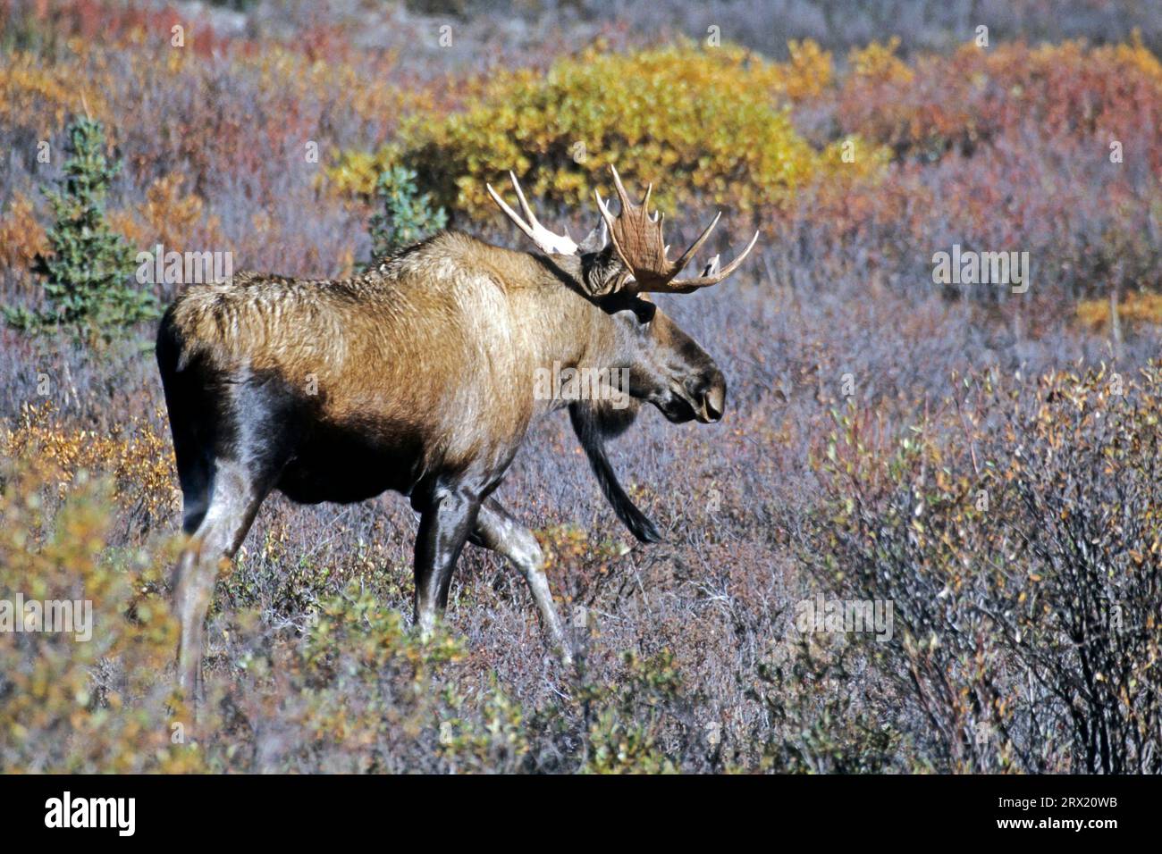 Elk, a very important role in their diet is played by aquatic plants ...