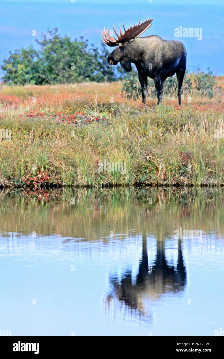Elk, the most dangerous natural enemies in North America are wolves ...