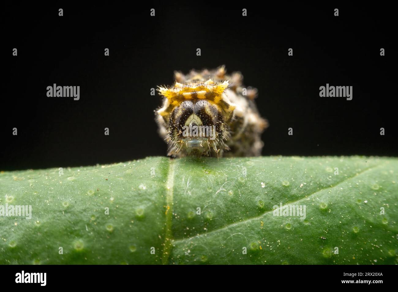 Pepper butterfly larvae in nature state Stock Photo - Alamy