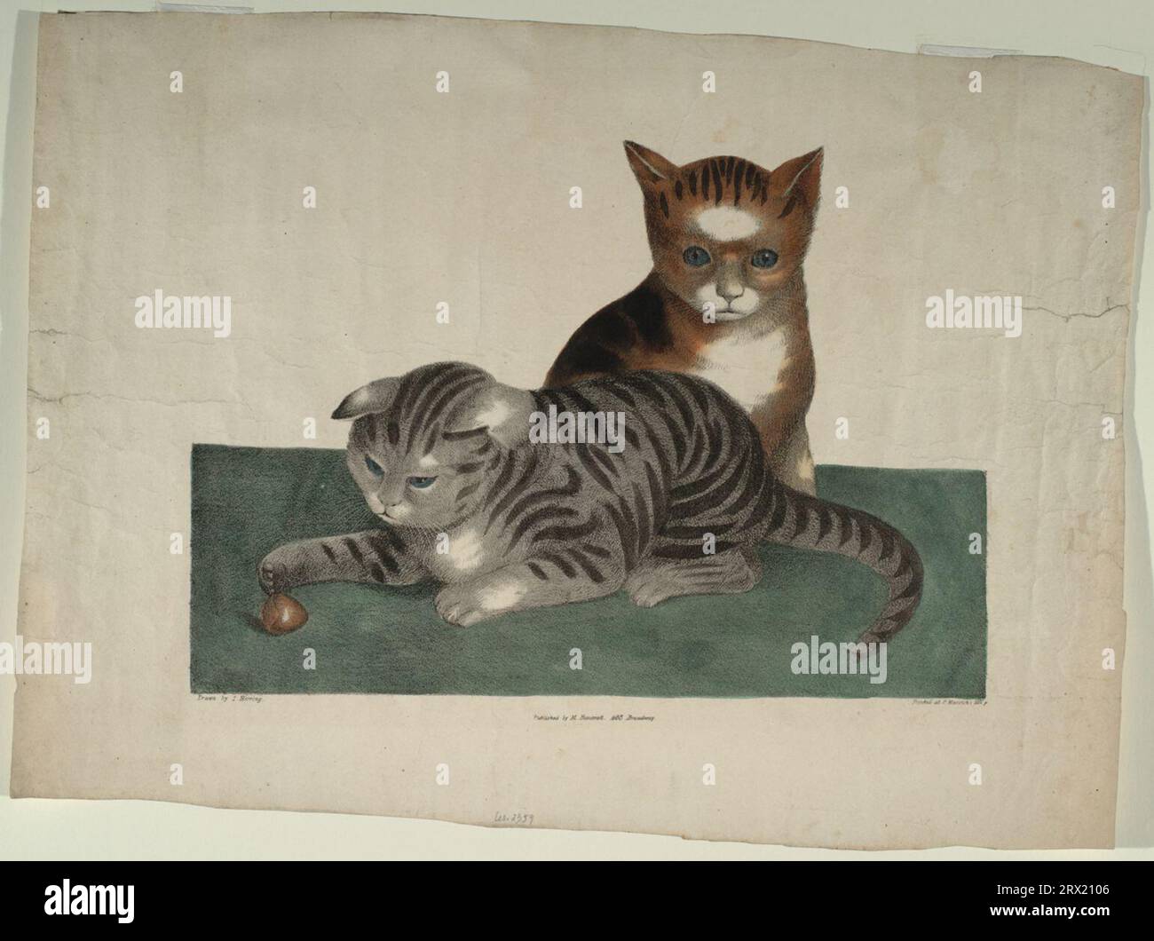 Lithograph, 'Untitled (Two Kittens)'. DL*60.2359. Peters Prints ...