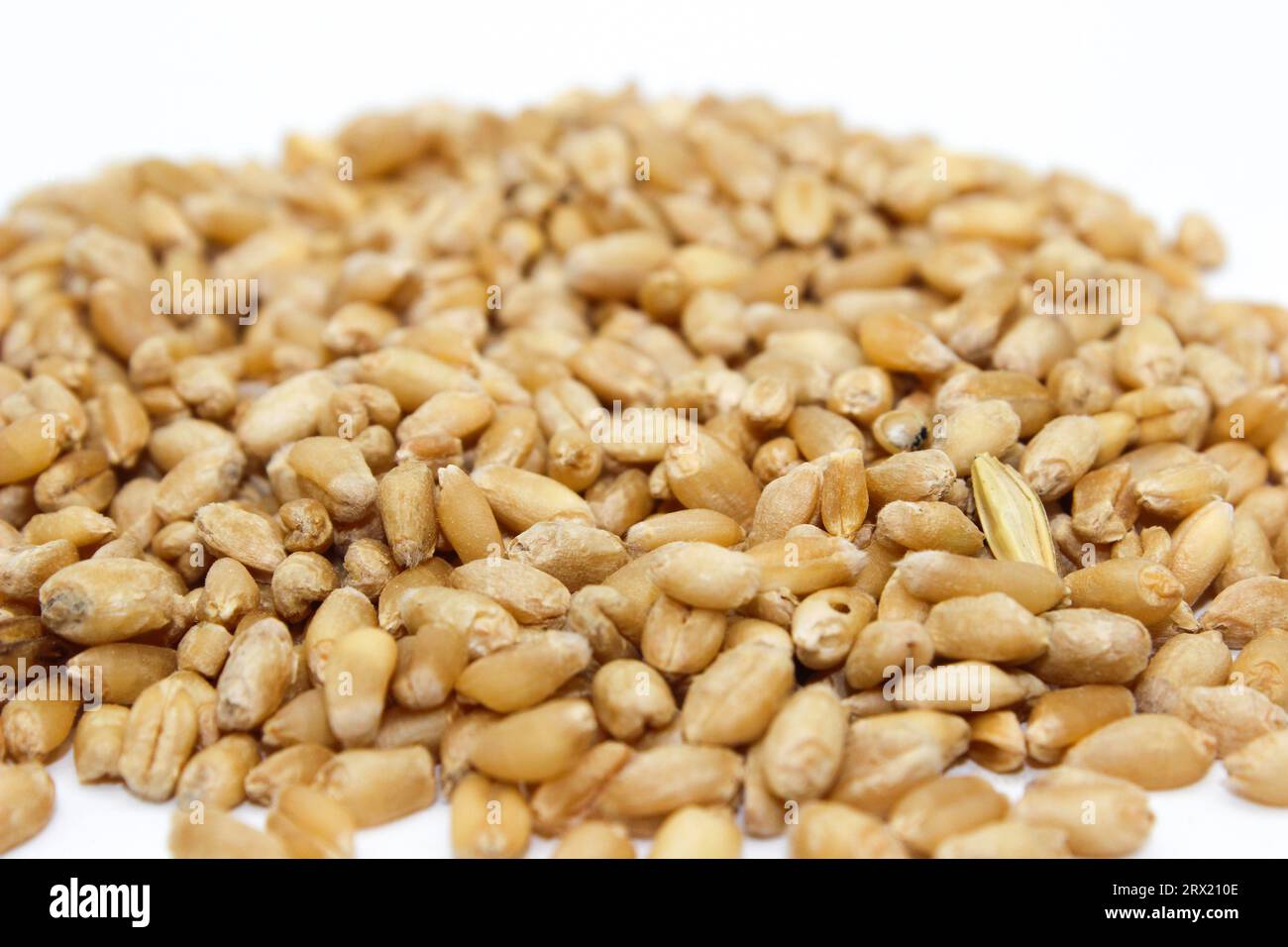 Grain spike pattern vector hi-res stock photography and images - Alamy