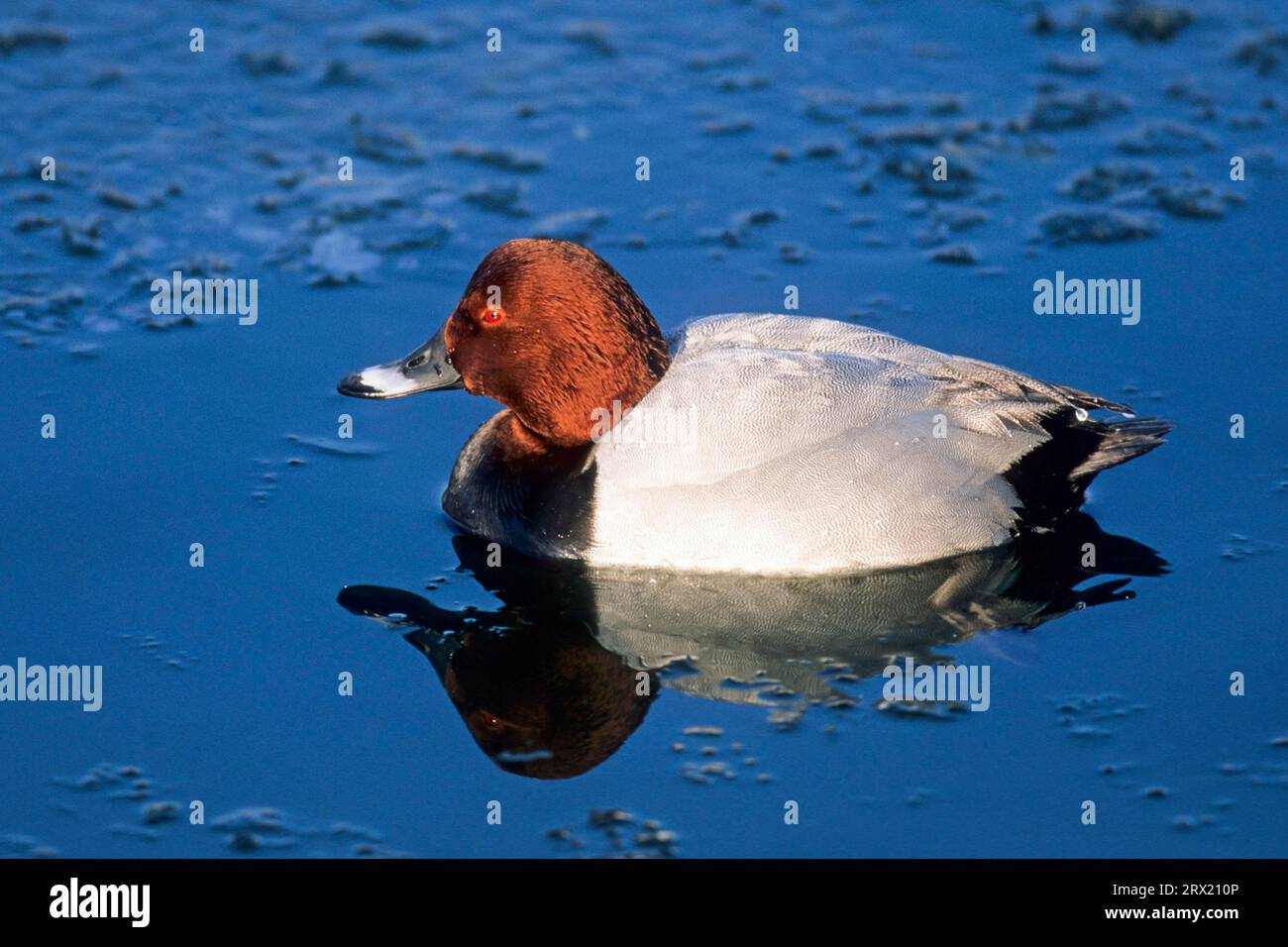 Common pochards (Aythya ferina) often feed at night (Photo male in ...