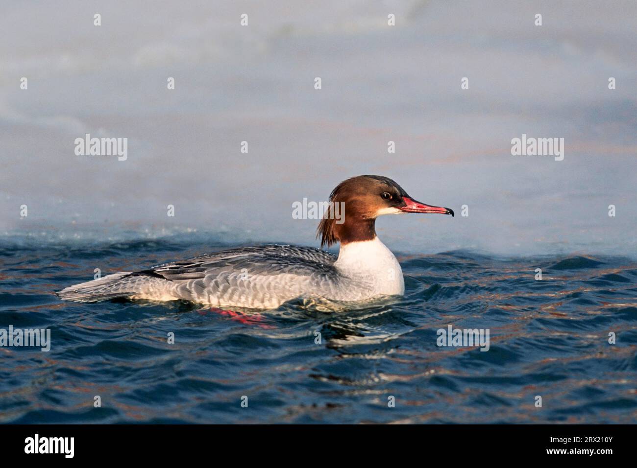 Female fish eggs hi-res stock photography and images - Alamy
