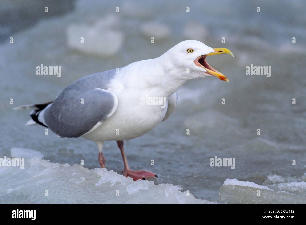 Yellow bill with a red spot hi-res stock photography and images - Alamy