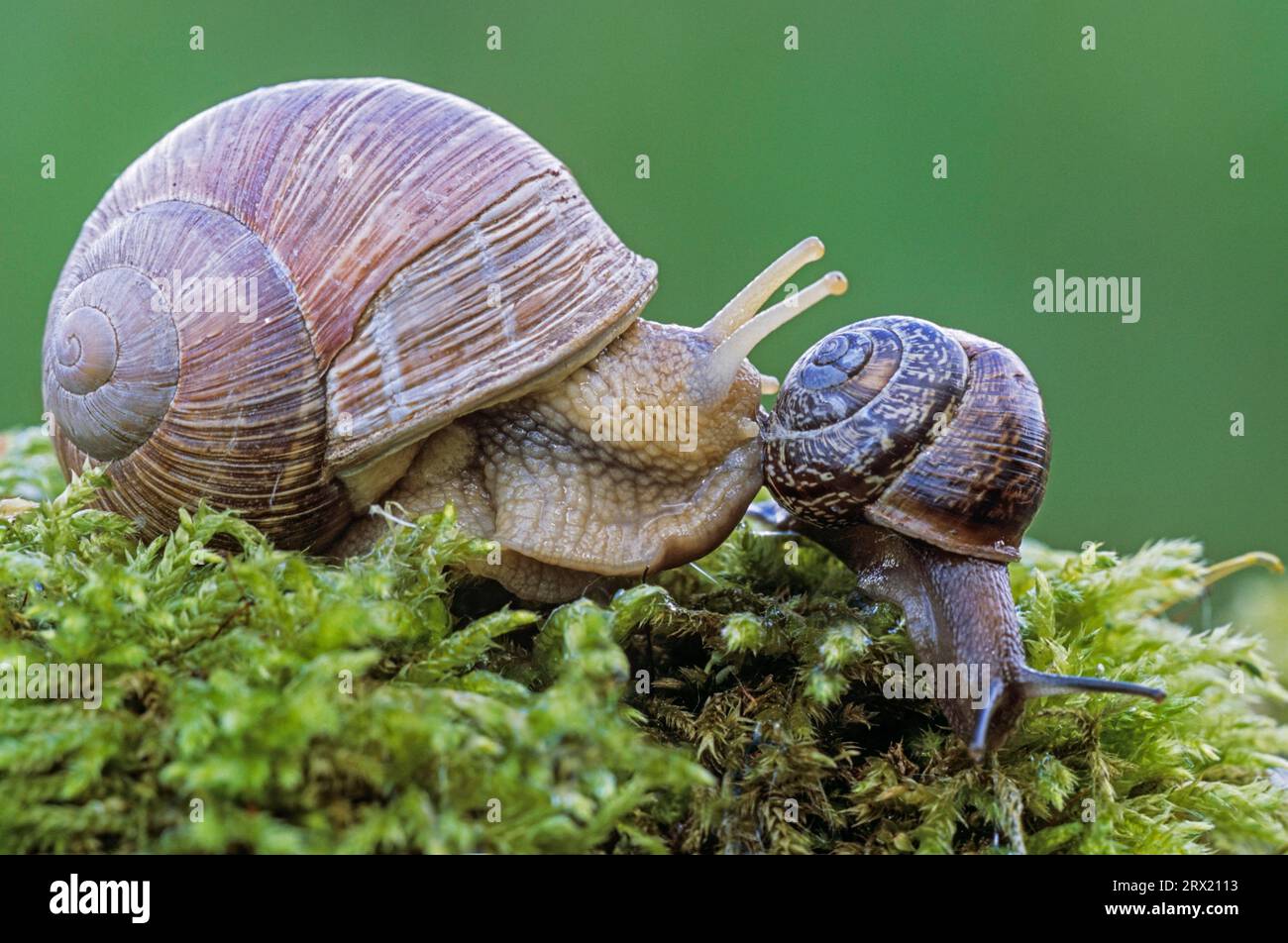 Five to six whorls hi-res stock photography and images - Alamy