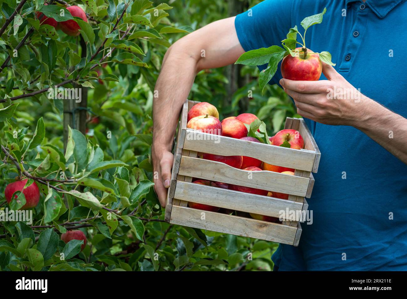 Harvest in the apple orchard, man collecting red apples in the wooden ...