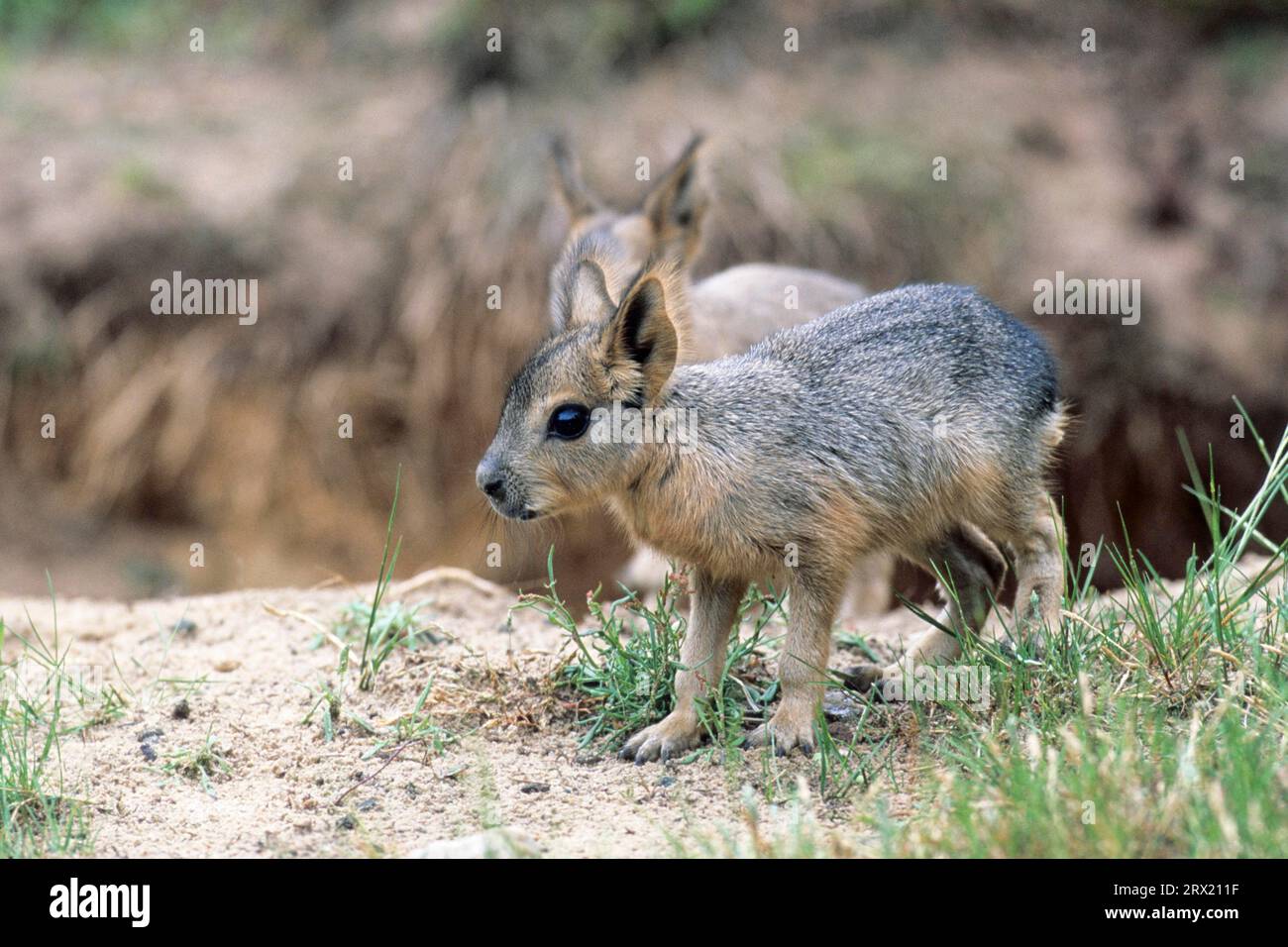 Patagonian mara (Dolichotis patagonum), the females give birth to 1, 2 ...