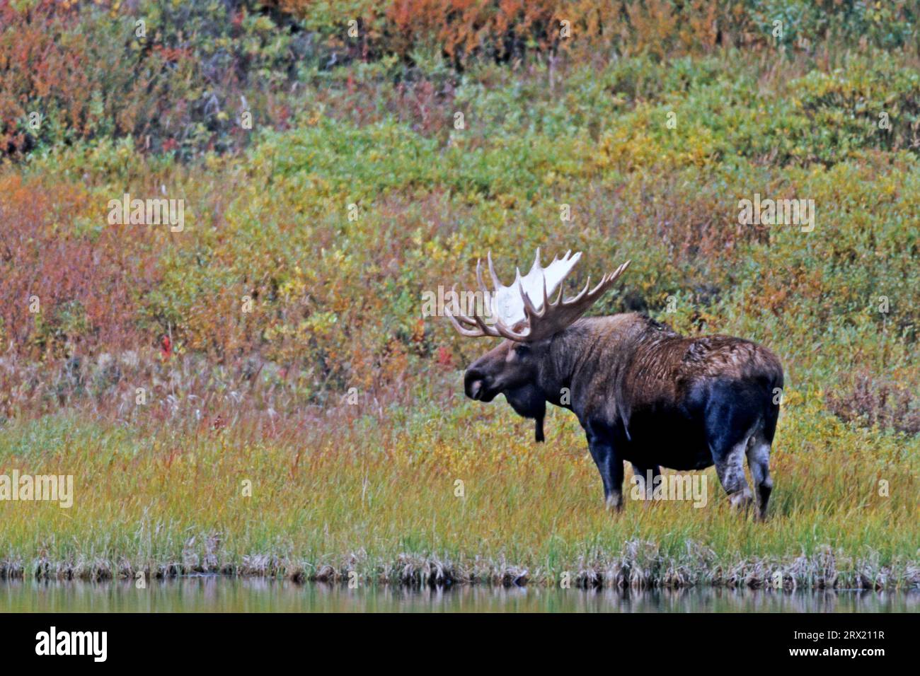 Elk mating hi-res stock photography and images - Alamy
