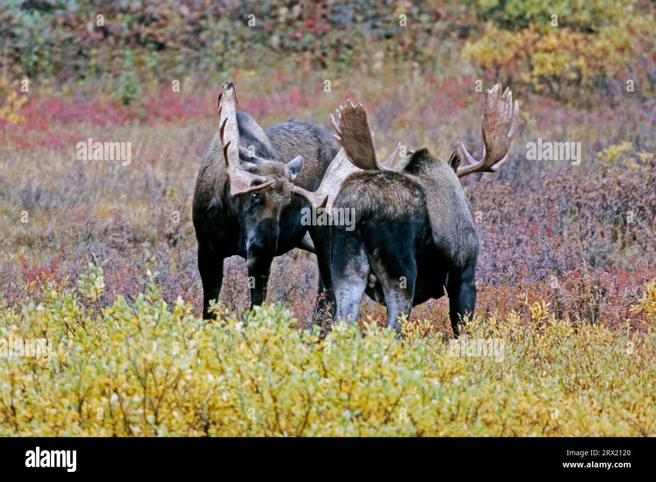 Elks are known to wade into water to eat aquatic plants (Alaskan moose ...