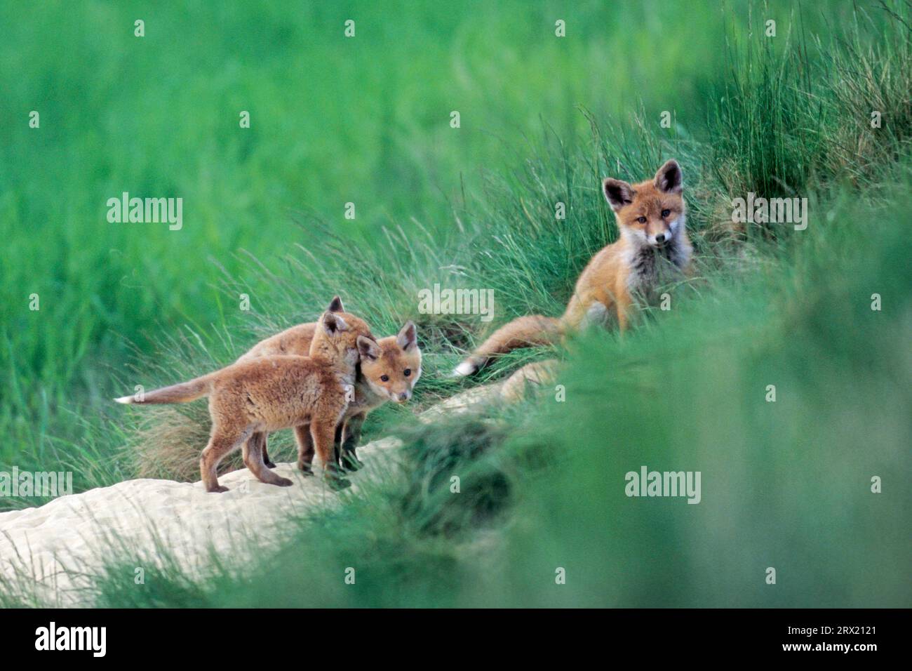 Red foxes (Vulpes vulpes) are the main carriers of rabies, in Germany ...