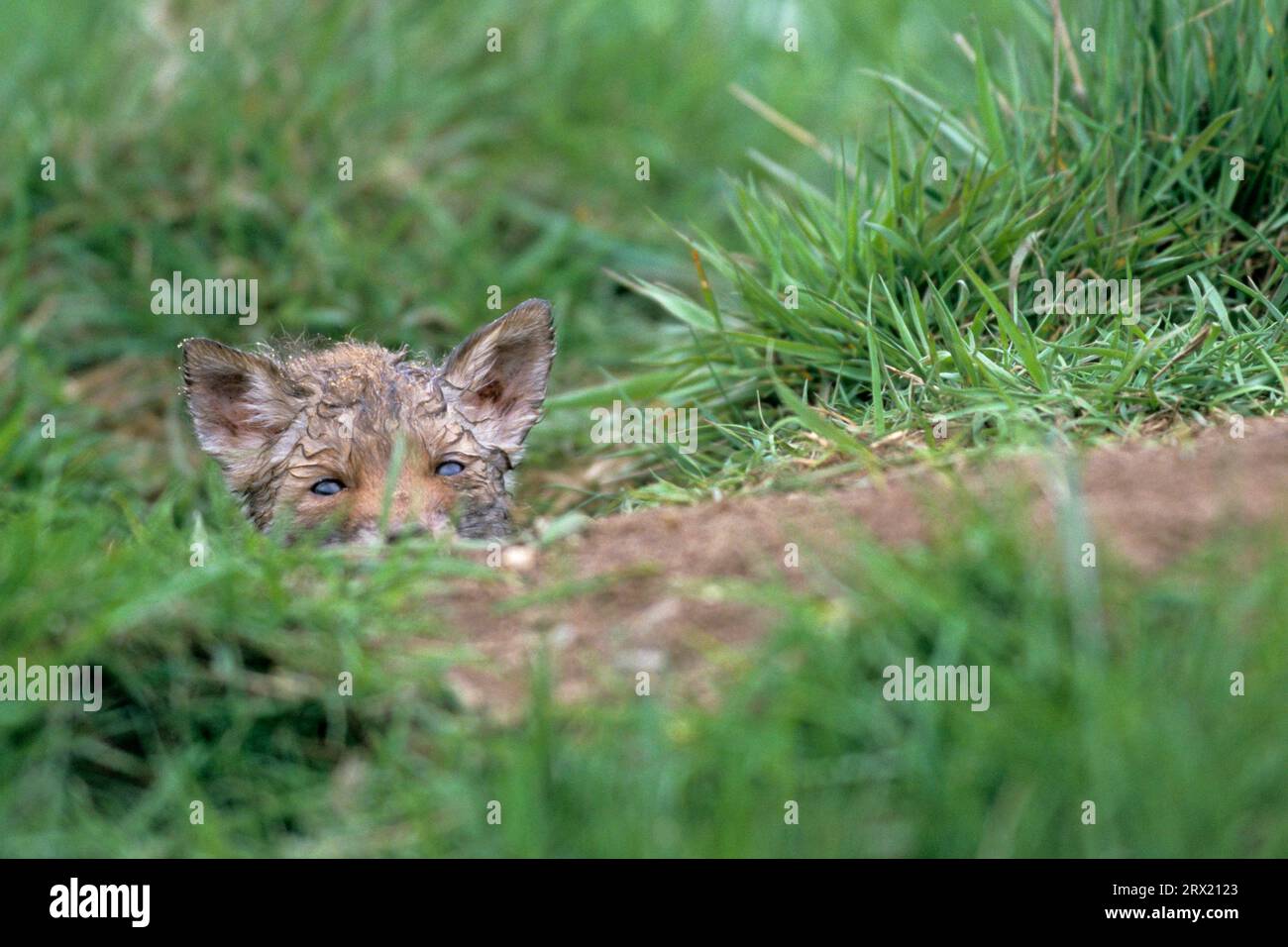 Red Fox (Vulpes vulpes), at the age of 3, 4 weeks the fox cubs leave ...