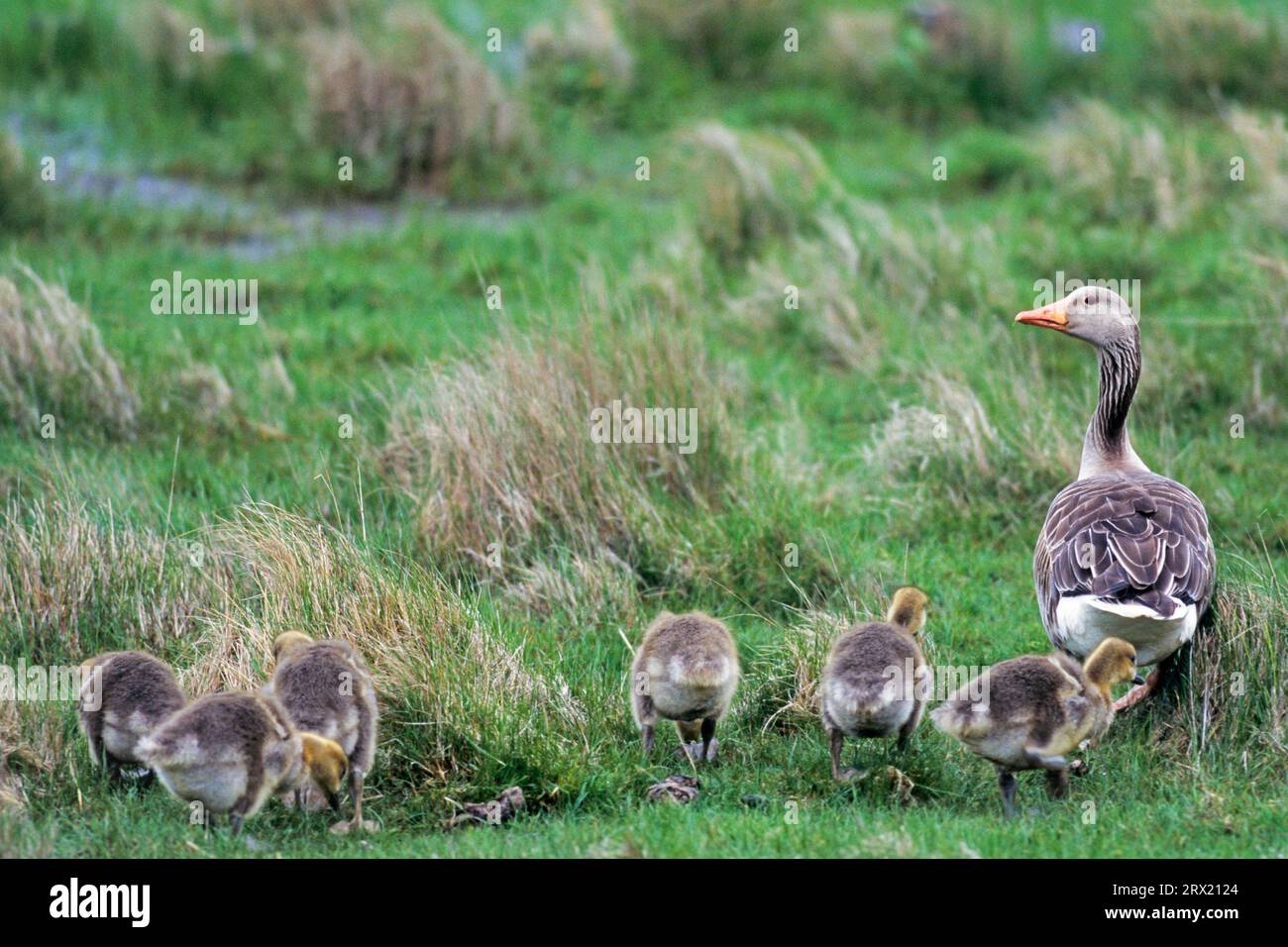 Greylag Goose (Anser anser), the flightless young birds are called ...