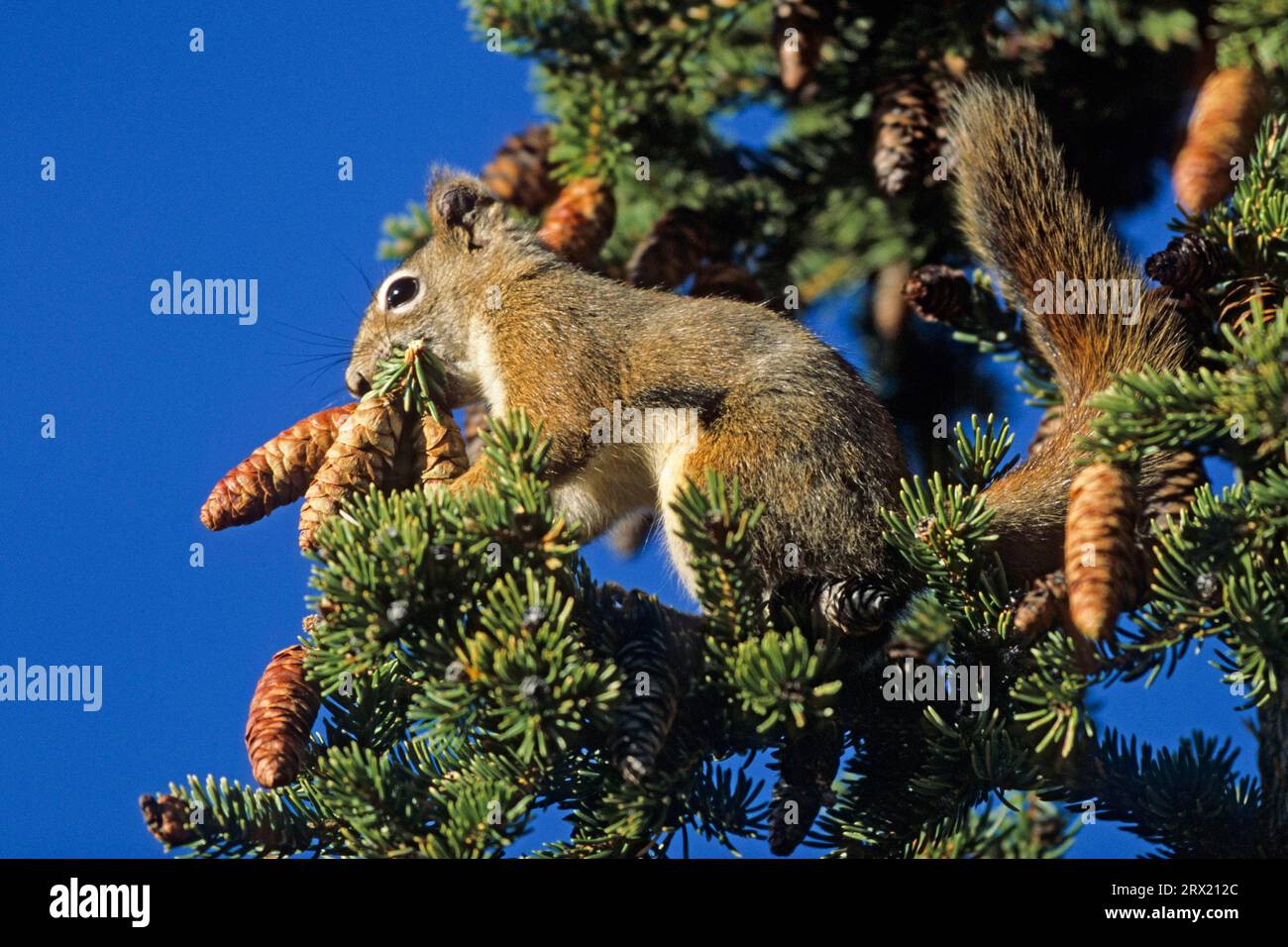 American red squirrels (Tamiasciurus hudsonicus) clamps the collected ...