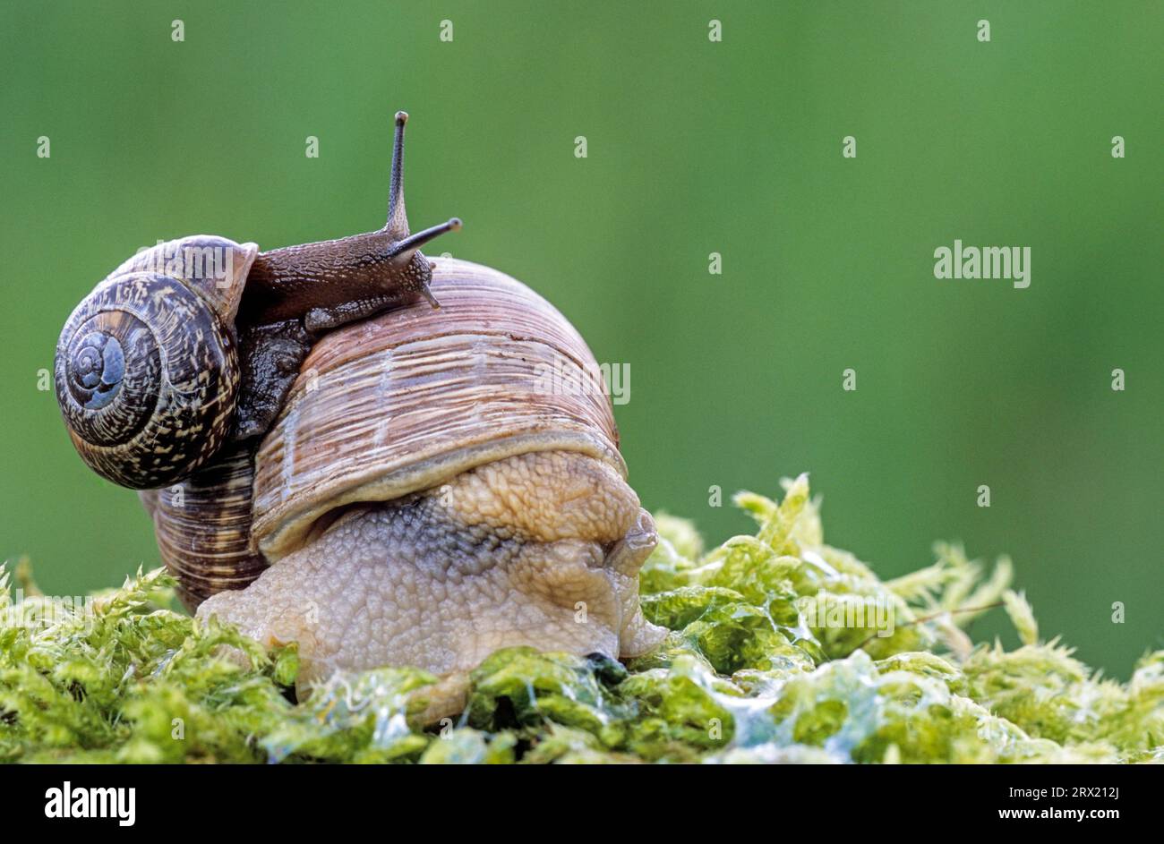 Burgundy snail (Helix pomatia), there are only a few companies that ...