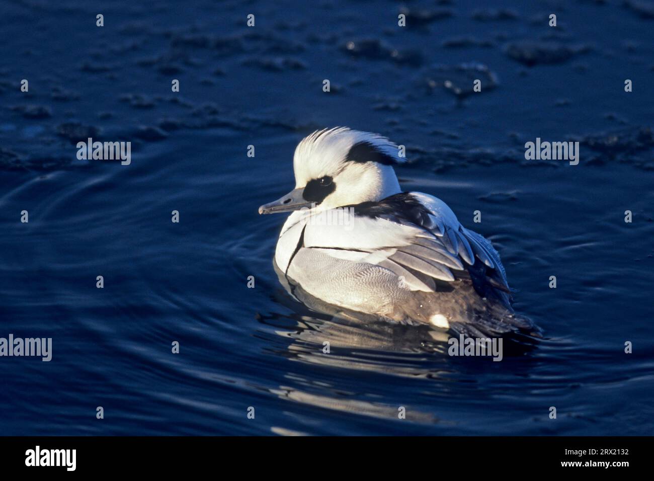 Smew (Mergellus albellus), the female usually lays 6 to 9 eggs (Photo ...