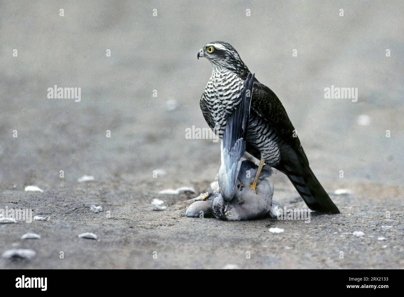 Eurasian sparrowhawk (Accipiter nisus), in Denmark the maximum recorded ...