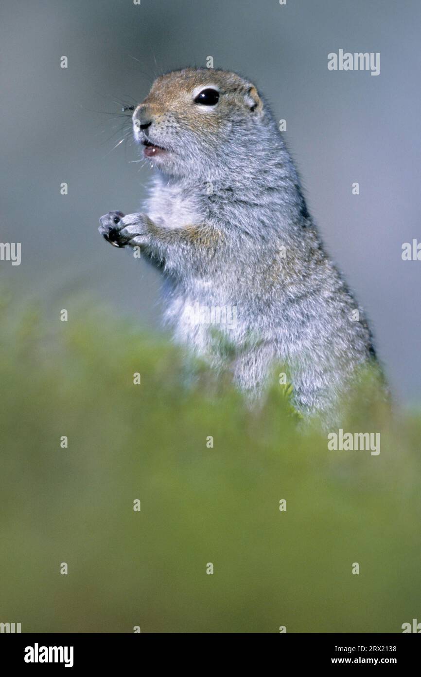 Arctic Ground Squirrel (Urocitellus parryii), lives in the tundra of the Arctic (Parka Squirrel ...