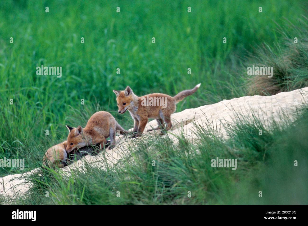 Red Fox, animals living in urban areas are mostly active at dawn and at night (Fox) (Photo Young ...