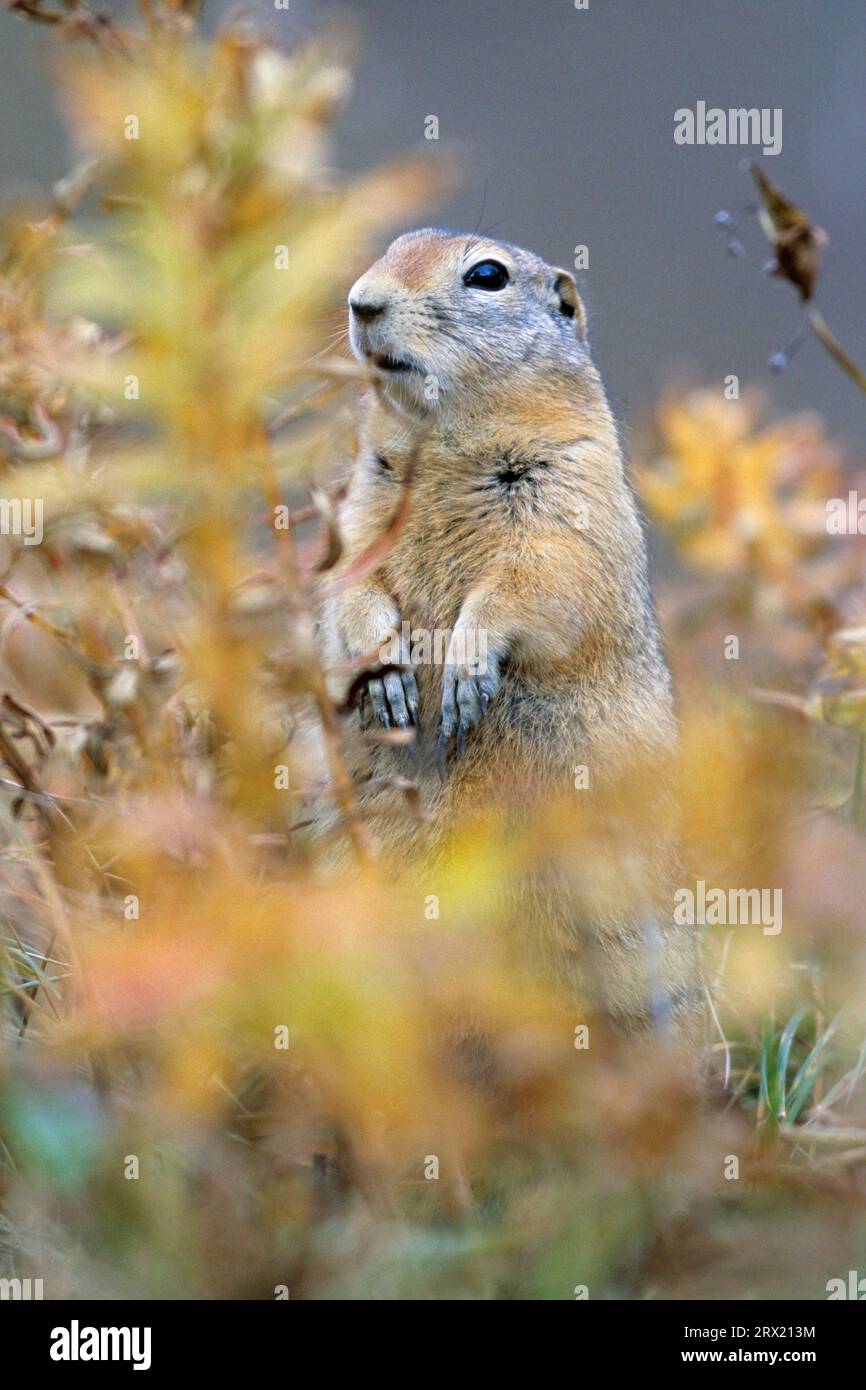 Arctic squirrel hi-res stock photography and images - Alamy