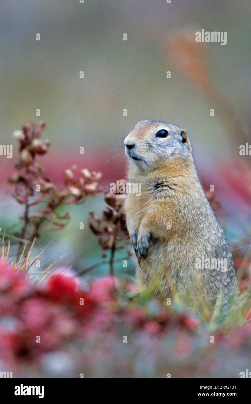 Arctic ground squirrel (Urocitellus parryii) belongs to the ground ...