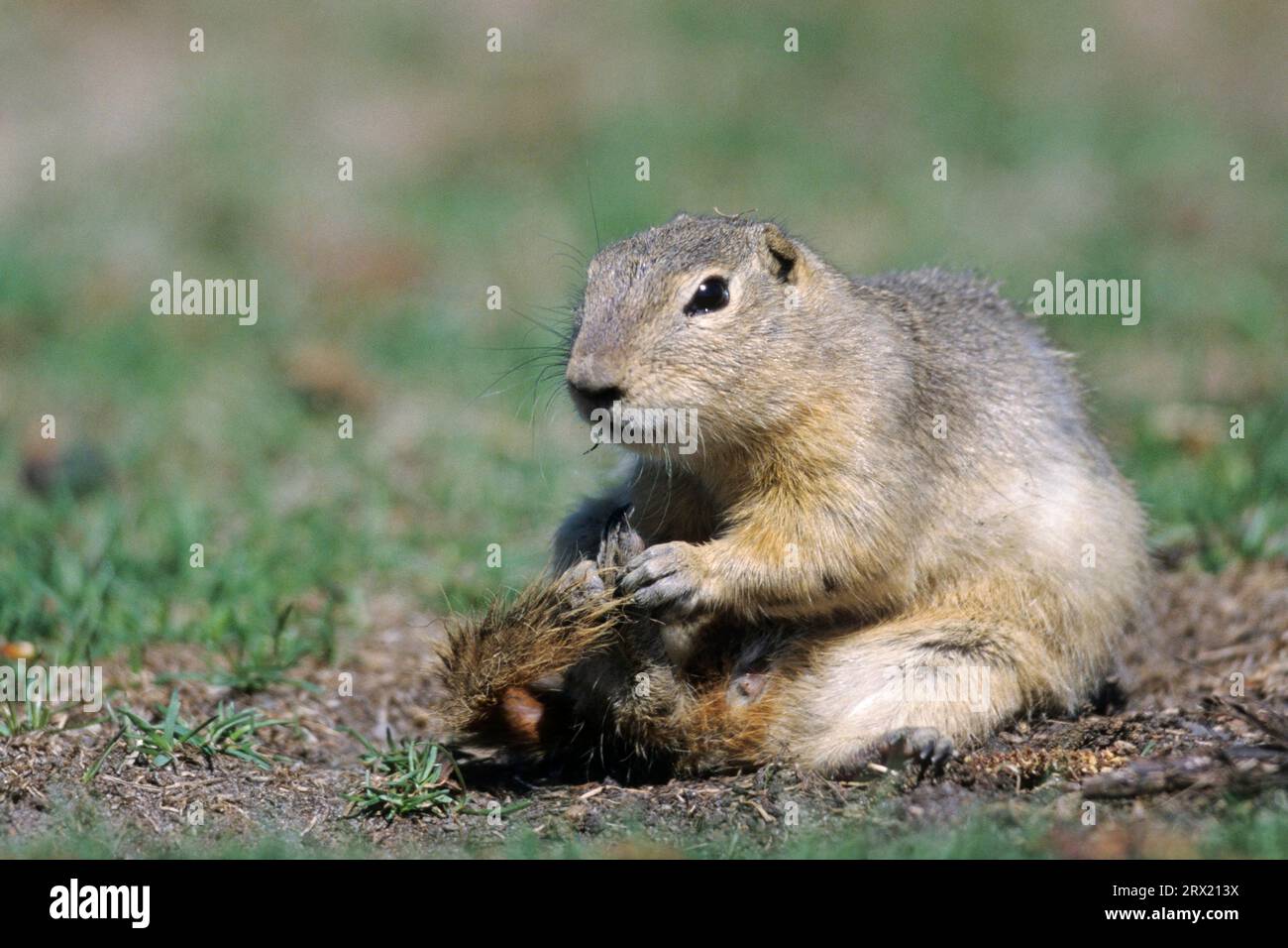 Richardson's ground squirrel (Urocitellus richardsonii), the tail of ...