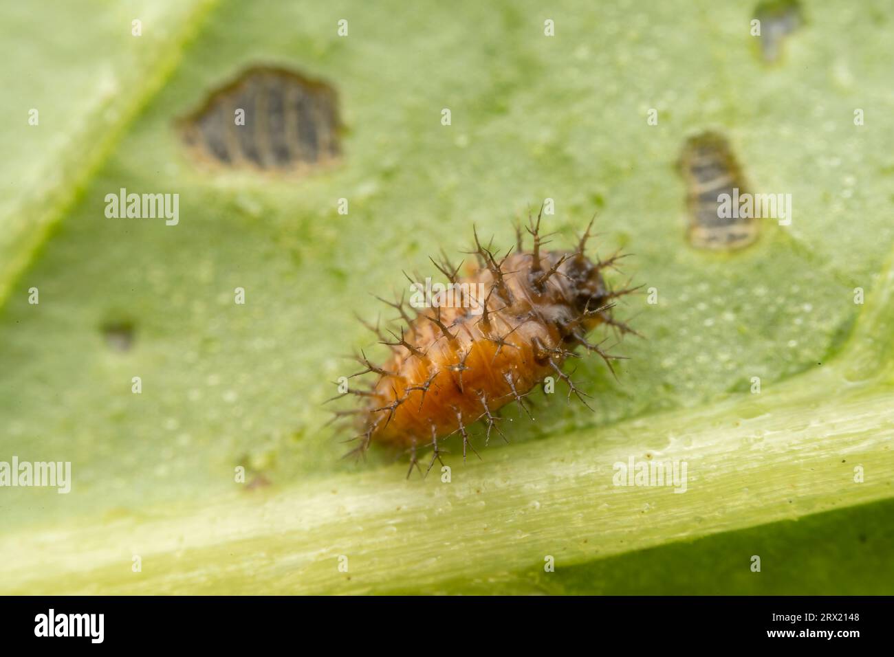 Larva h hi-res stock photography and images - Alamy