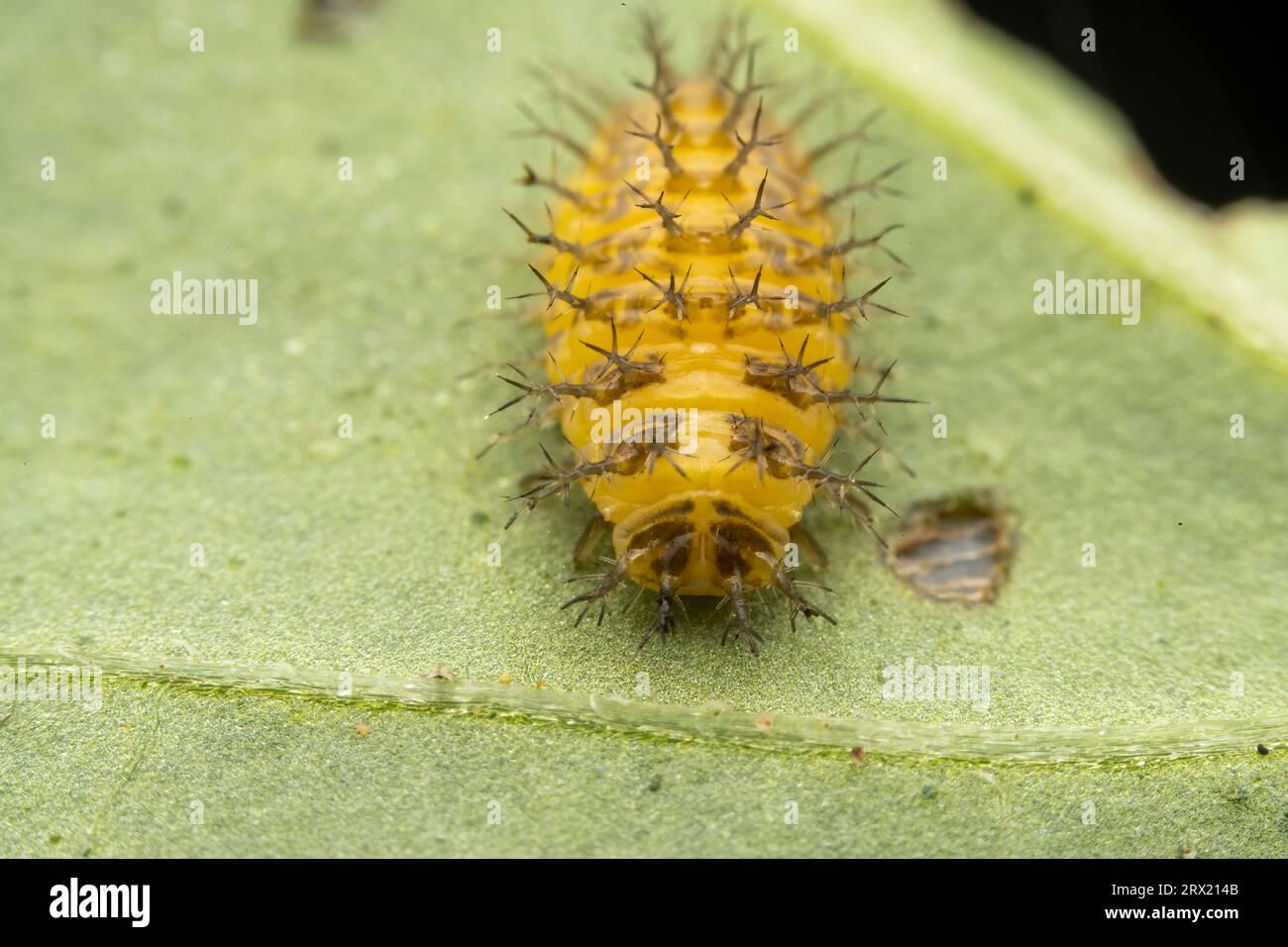 Larva h hi-res stock photography and images - Alamy