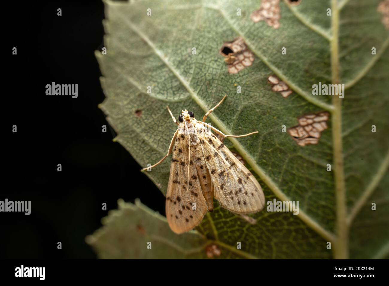 Peach borer hi-res stock photography and images - Alamy