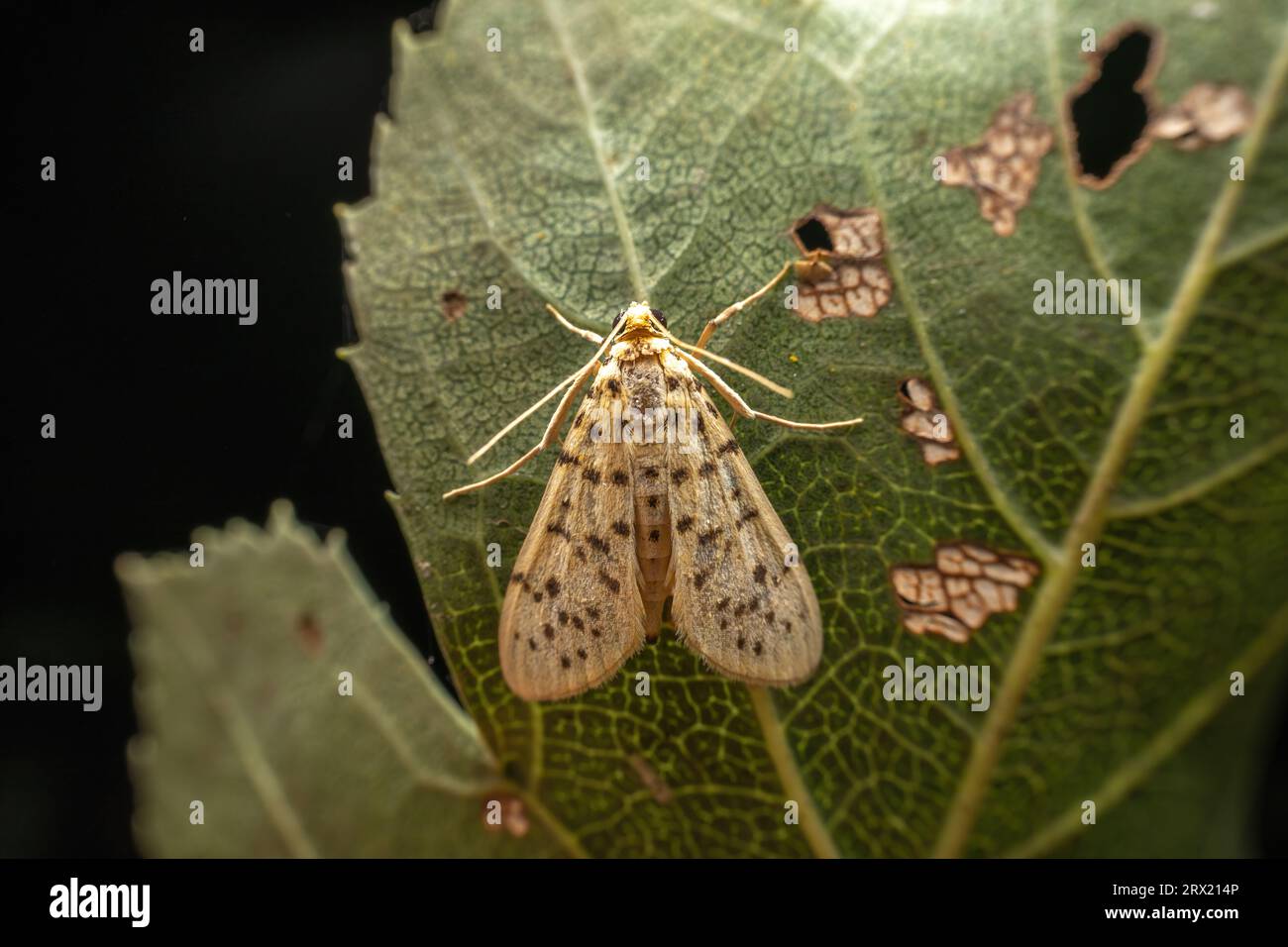 Peach punctiferalis hi-res stock photography and images - Alamy