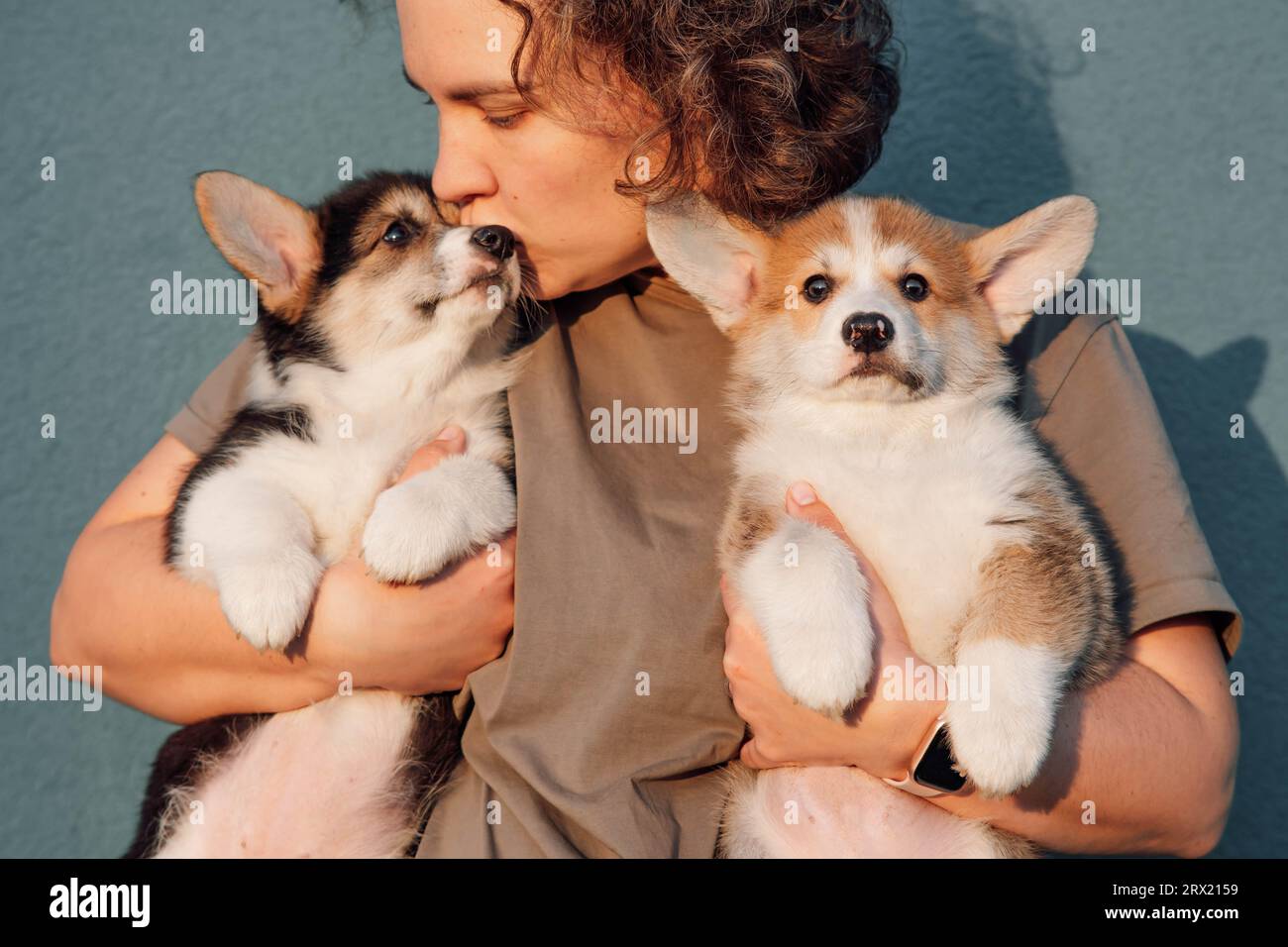 Adult woman hold two little loveable Pembroke Welsh Corgis in arms and ...