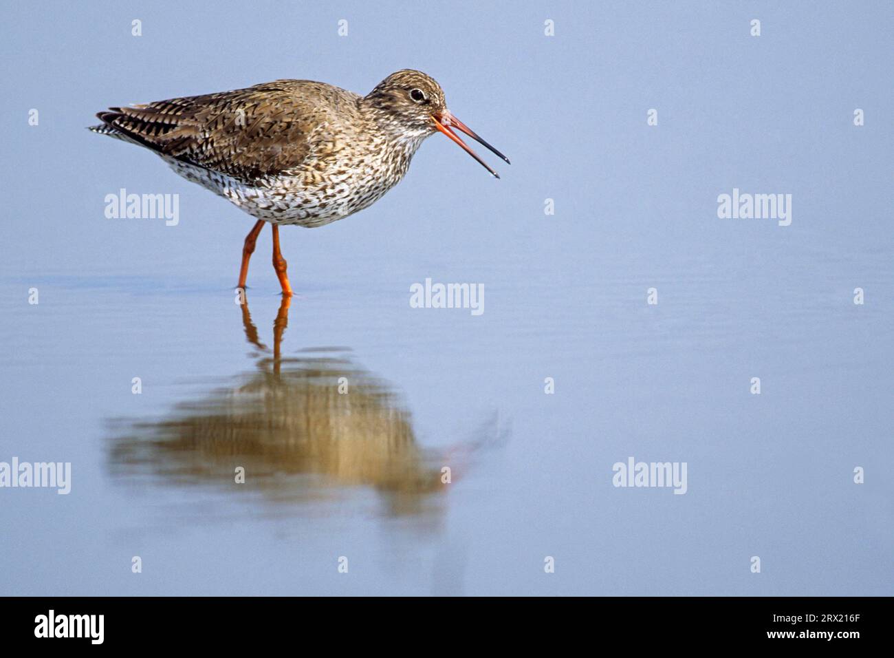 Common Redshank, the chicks start to fly three weeks of age (Photo ...