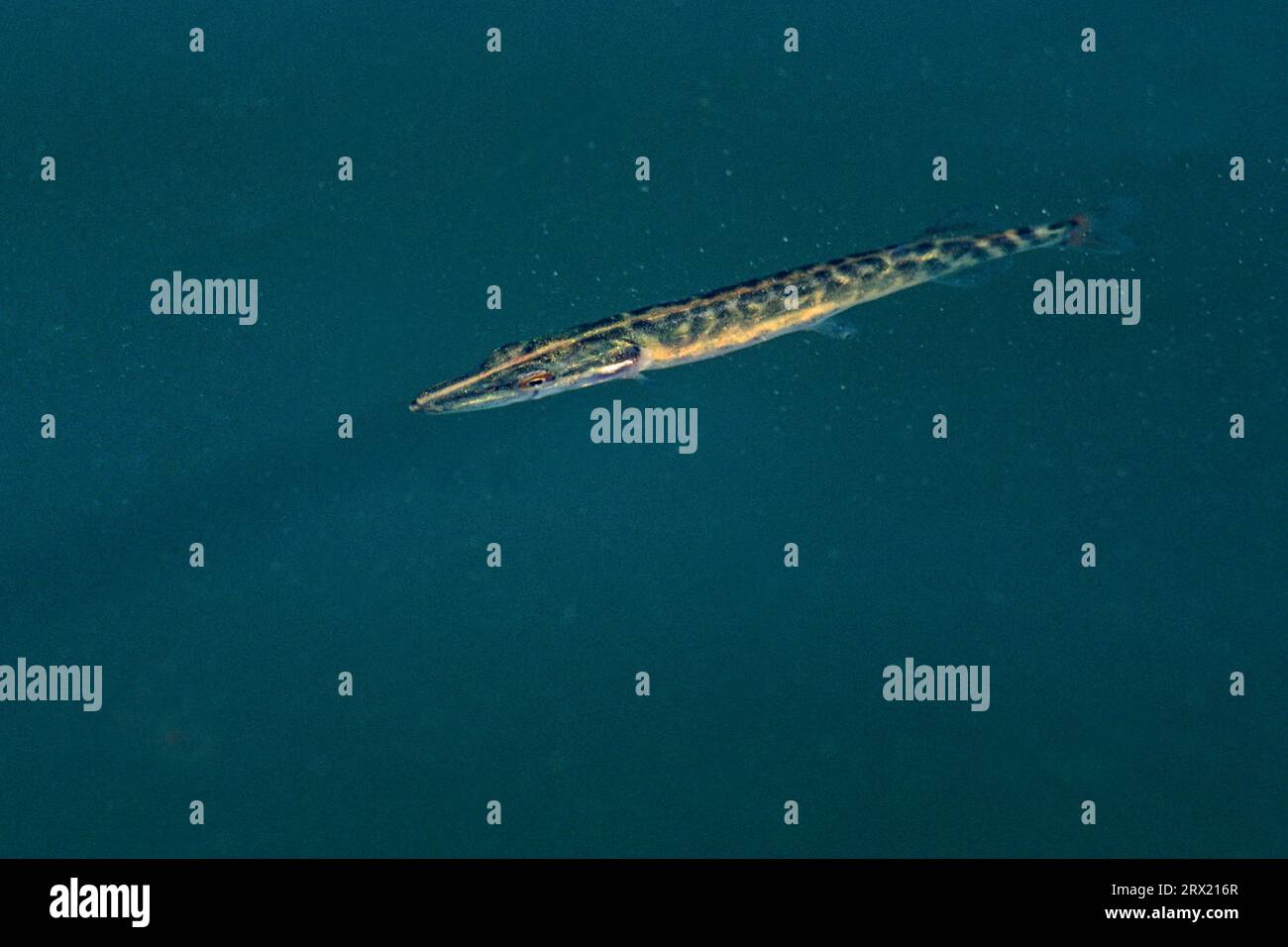 Pikes belongs to the family of predatory fish (European pike) (Photo ...