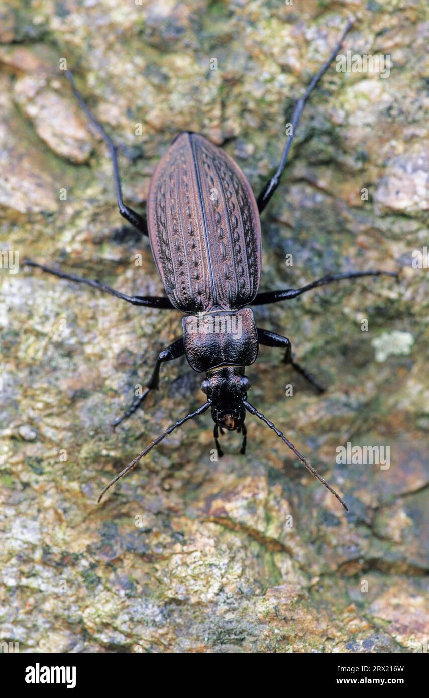 Granulated ground beetle (Carabus granulatus) belongs to the family of ...