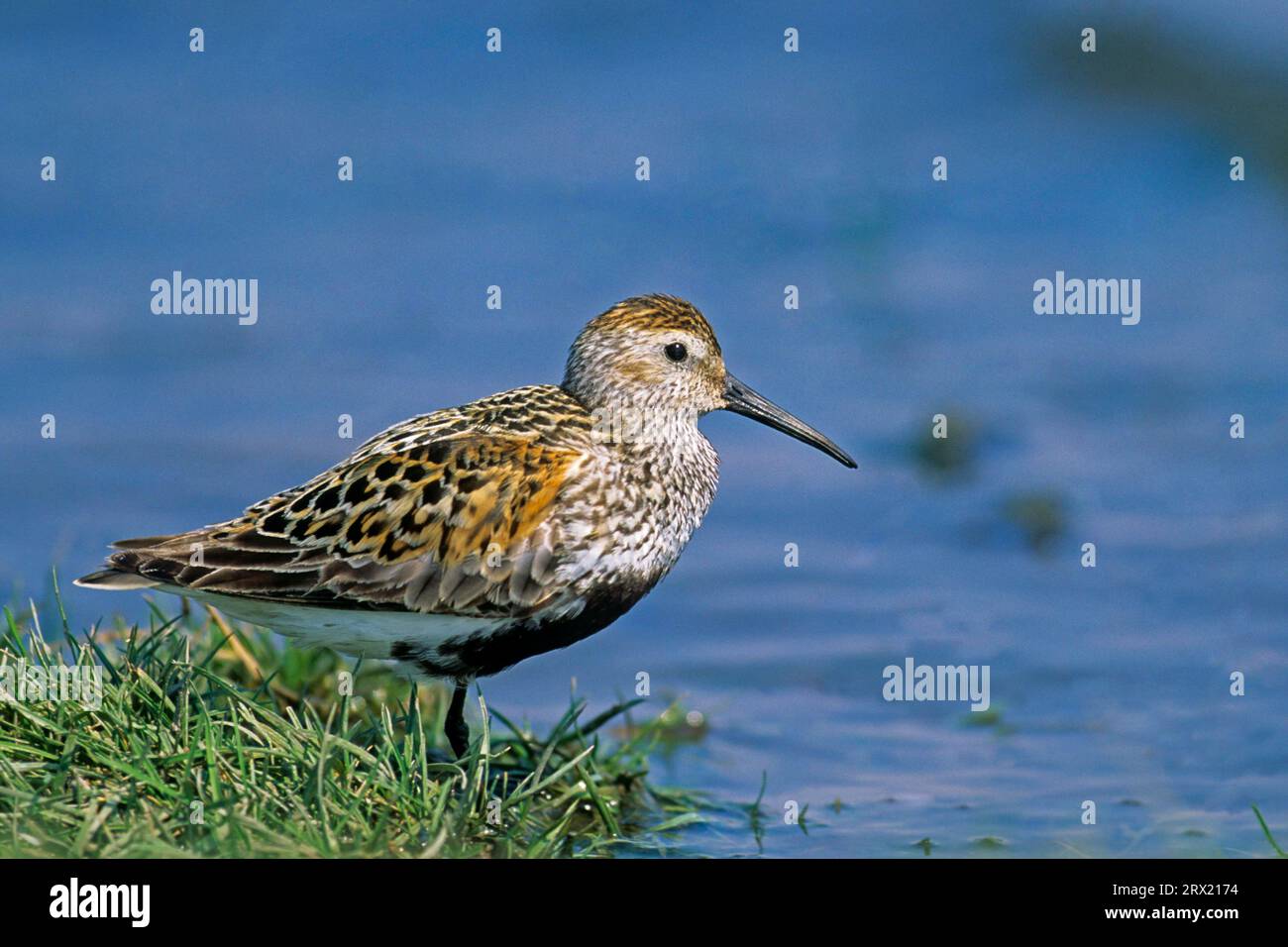 Dunlin, the majority of breed care is provided by the male, the female ...