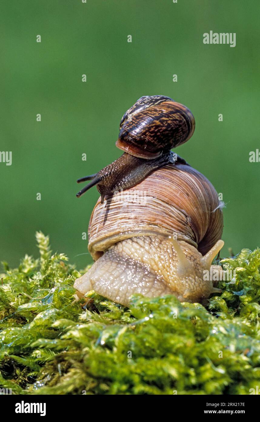 Macularia sylvatica hi-res stock photography and images - Alamy